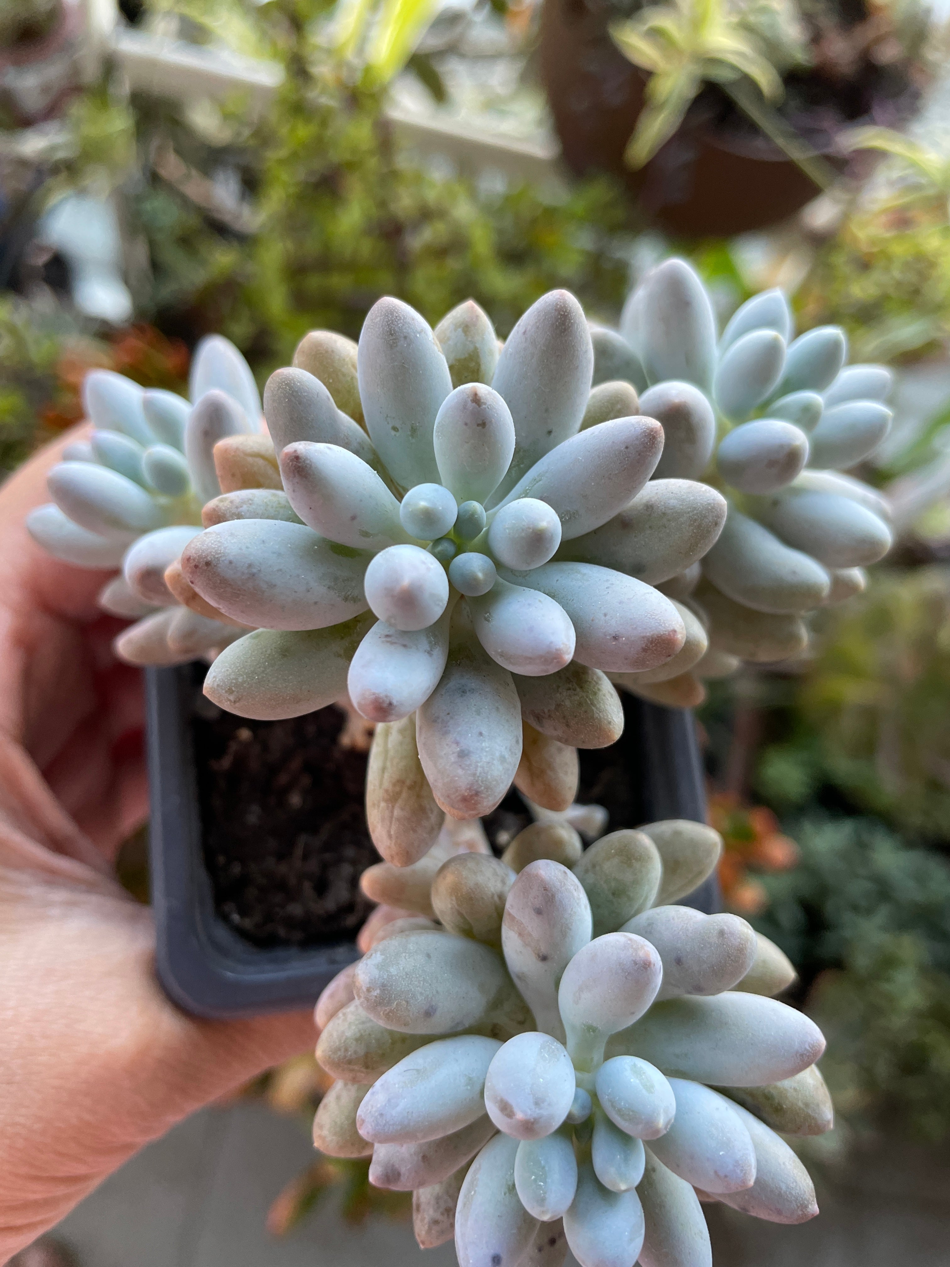PACHYPHYTUM – OZ BALCONY SUCCULENT