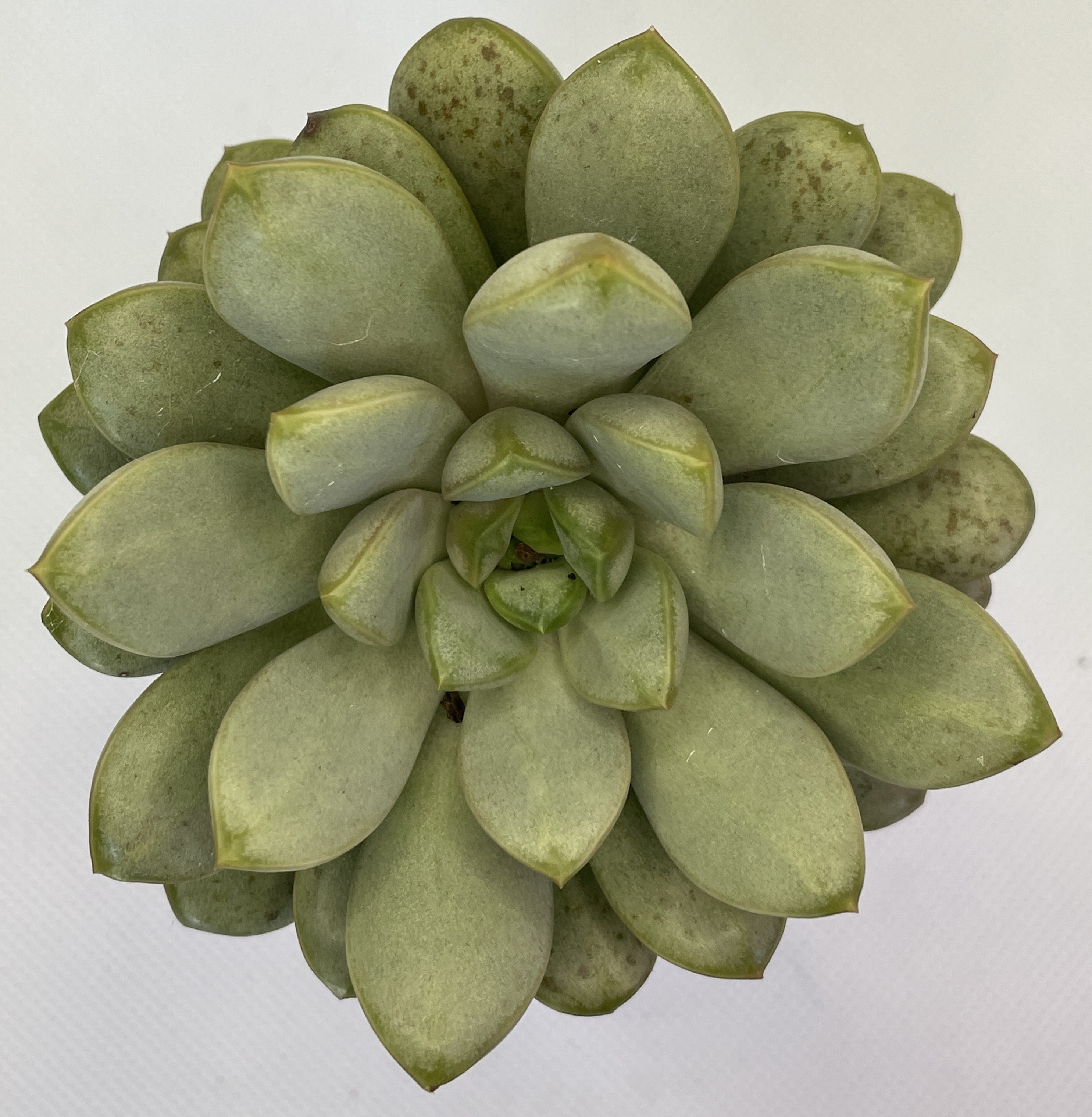 Graptoveria 'Amethorum' – OZ BALCONY SUCCULENT